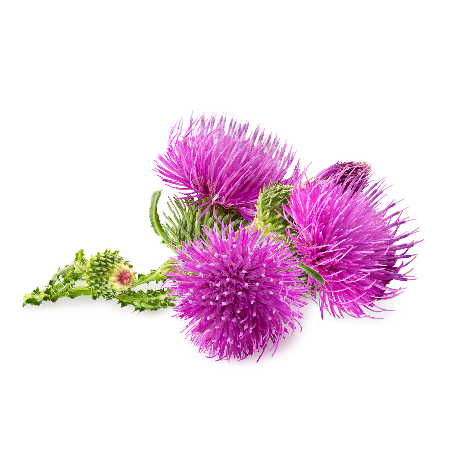 500 g de Poudre de racine de Bardane BIO - Qualité supérieure - Sans ...