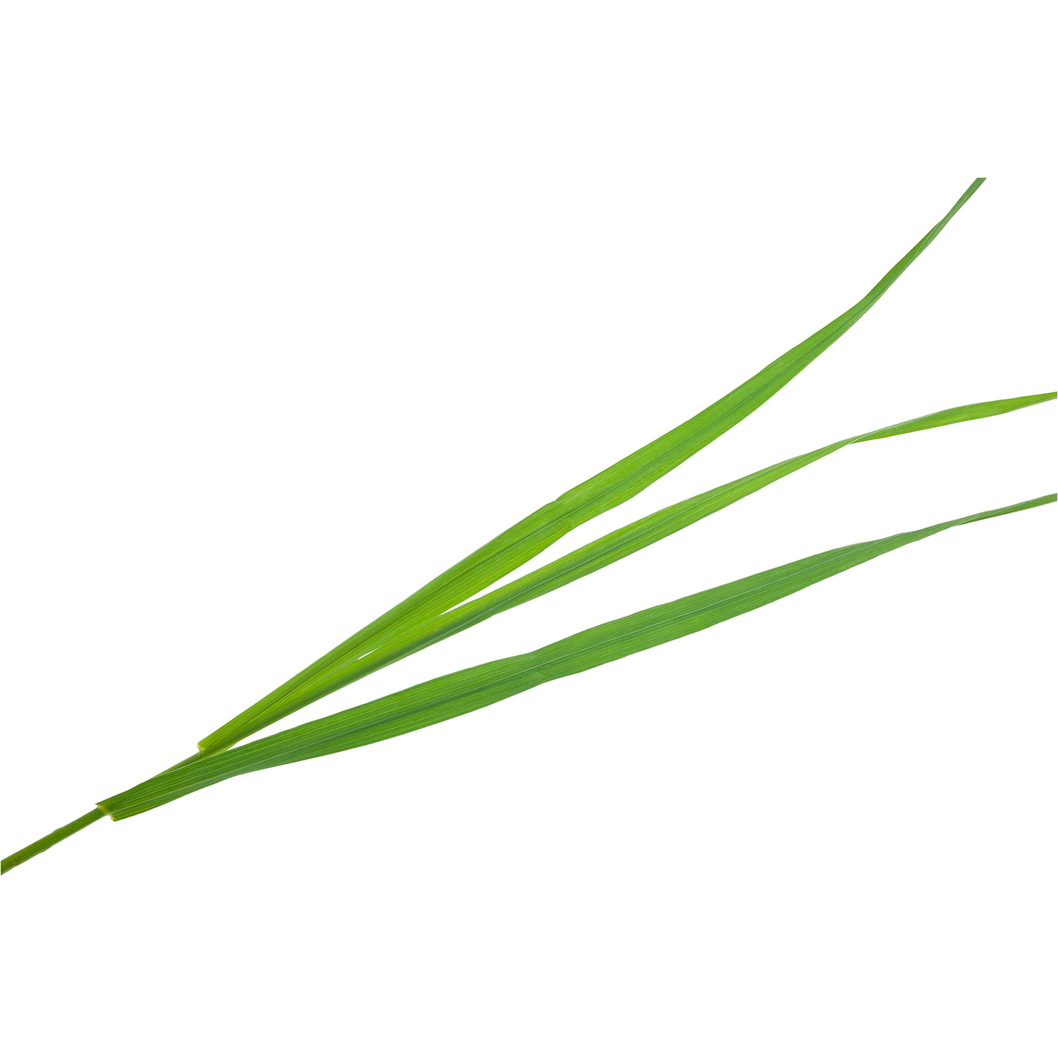 Chiendent en Gélules - Détox - Nat & Form