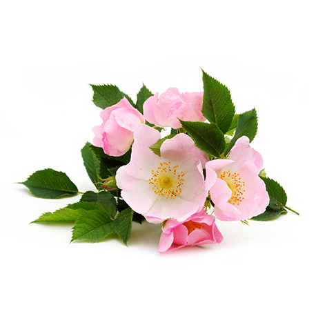 Huile de Rose Musquée du Chili BIO - Fraîcheur Garantie OxyCert ...