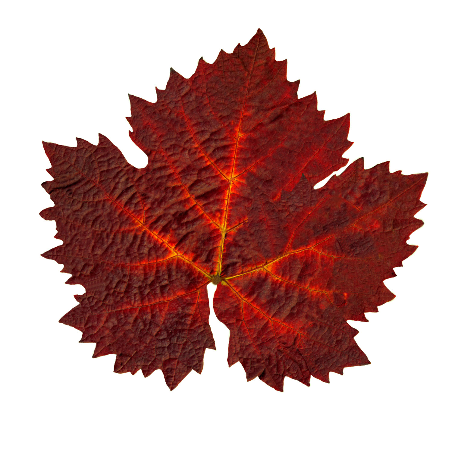 500 g de Poudre de Vigne Rouge BIO - Qualité Supérieure - Sans additif ...