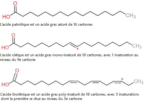 Mais que contiennent les huiles végétales ? Etude de leur composition ...